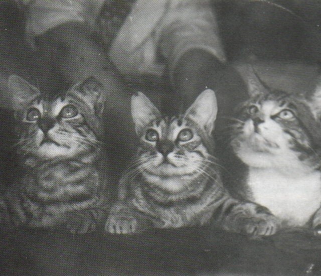 Pottenger's Cats: What Can We Learn About Human Nutrition From a Study ...