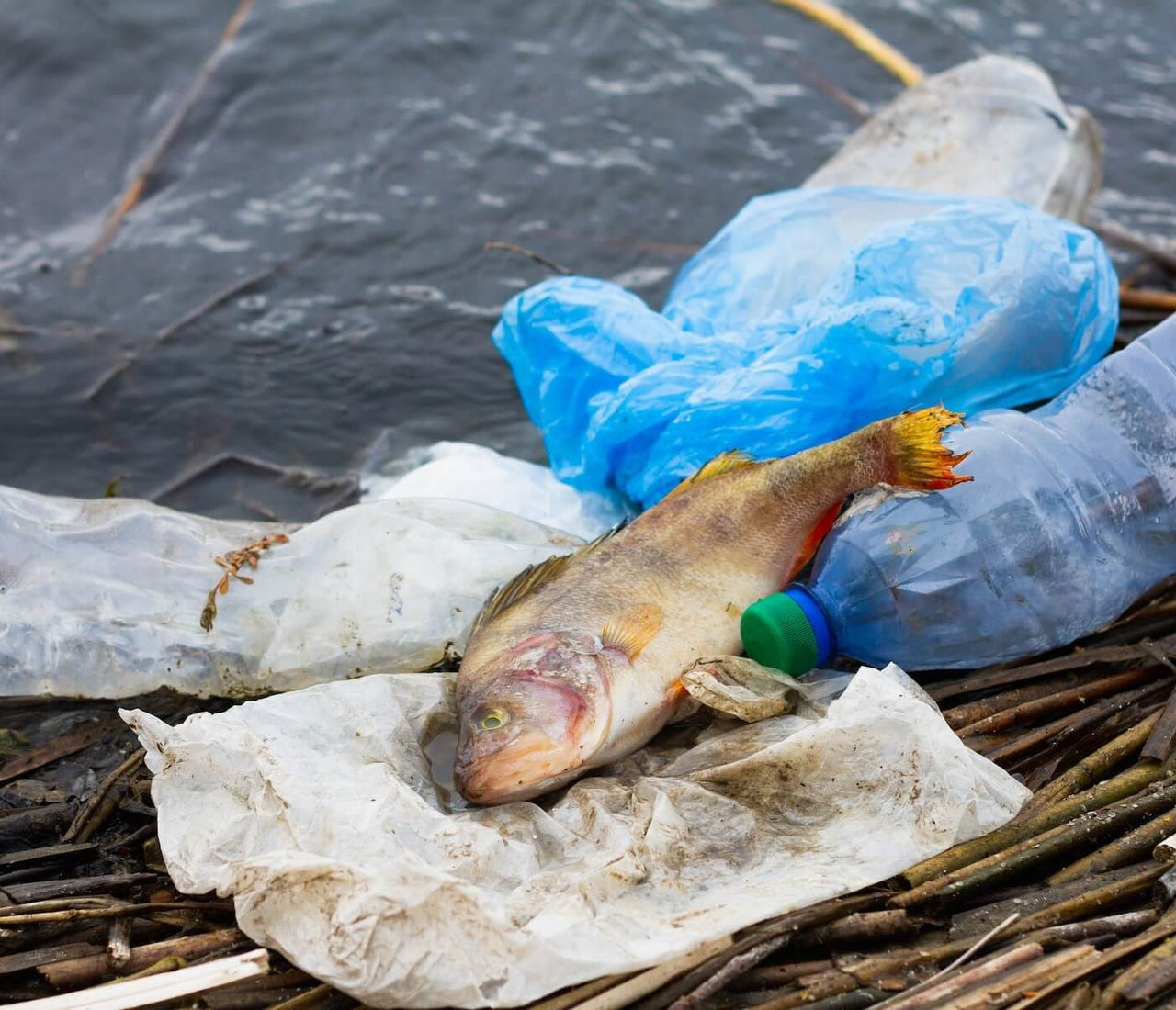 Is it Safe to Eat Seafood? The Dangers of Mercury – Nutrition Diagnostics